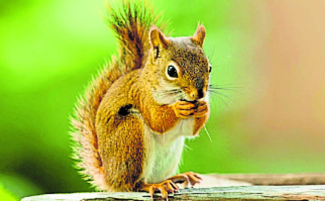 ePaper | Deccan Herald Newspaper – National & All Karnataka City ...